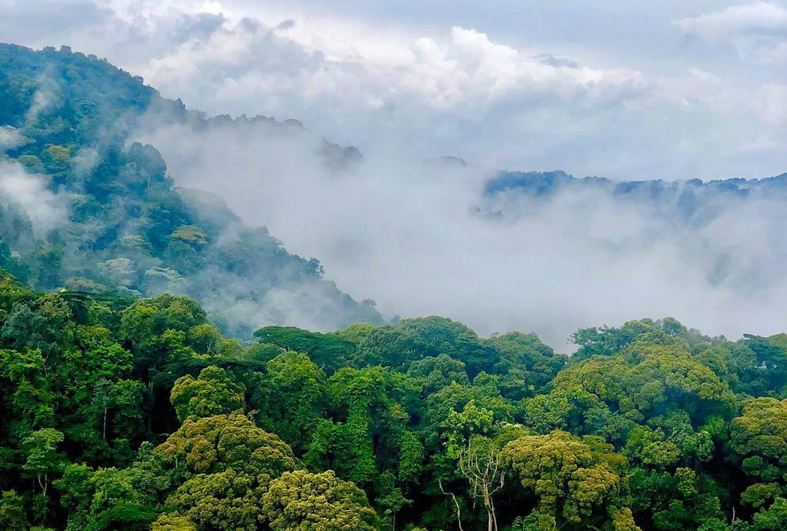 Bwindi Impenetrable National Park | Across Wilderness Expedition