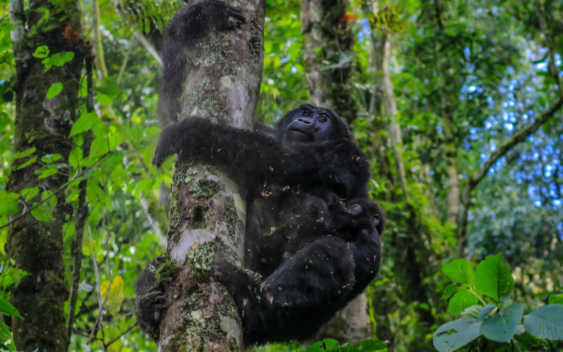 Bwindi Impenetrable National Park | Across Wilderness Expedition