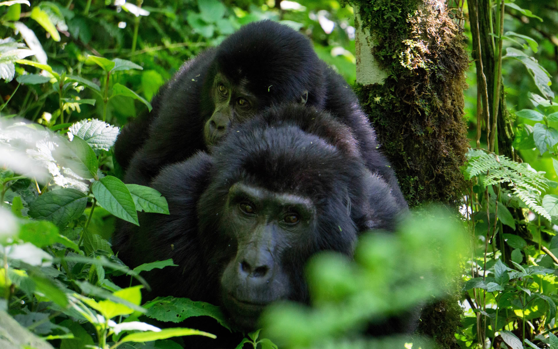 Bwindi Impenetrable National Park | Across Wilderness Expedition