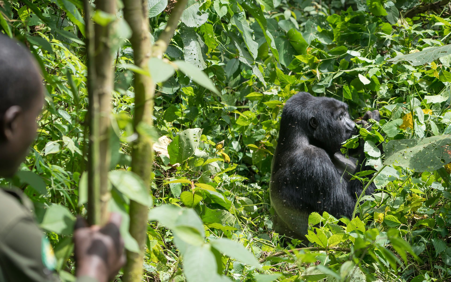 Bwindi Impenetrable National Park | Across Wilderness Expedition