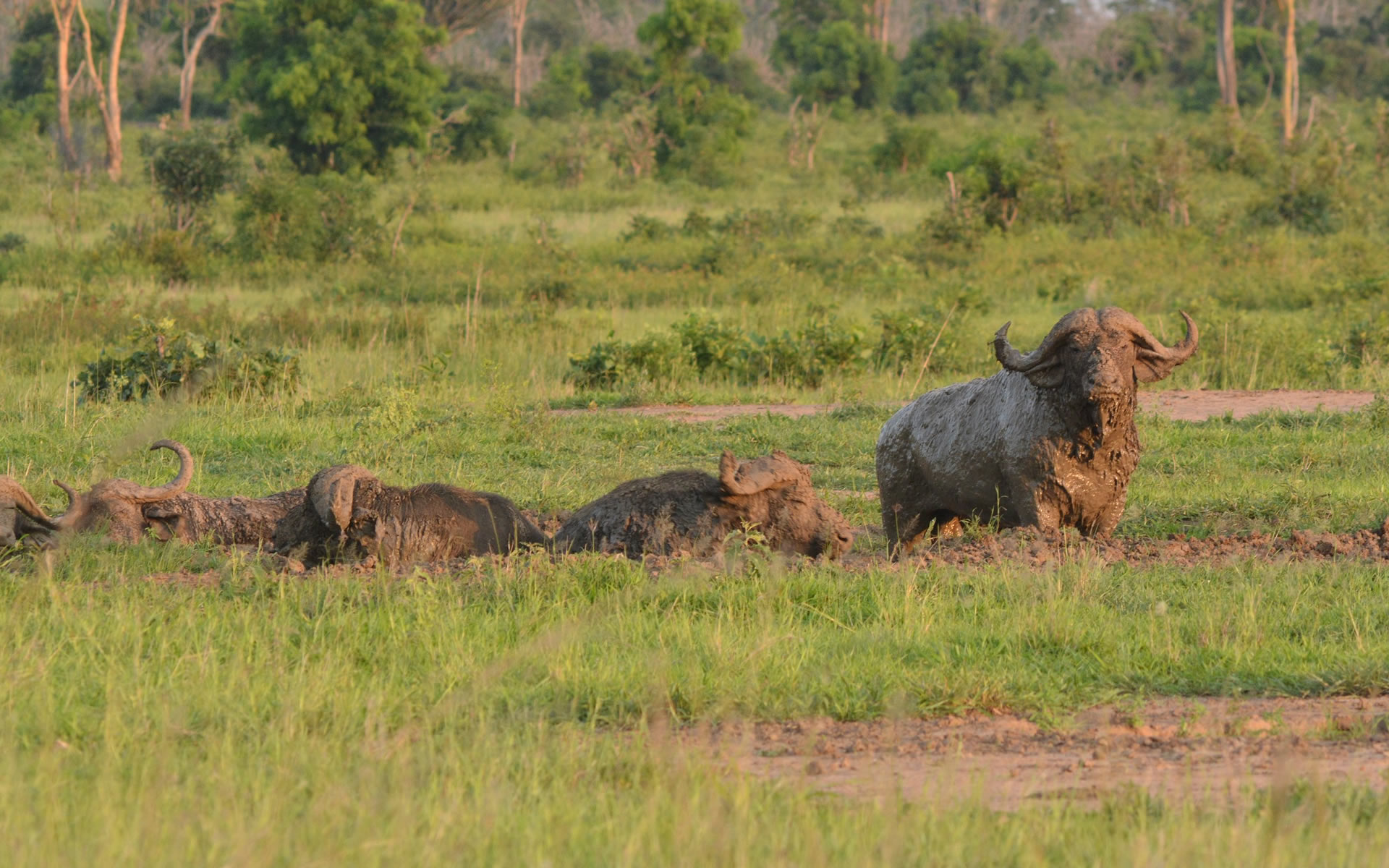Mikumi National Park | Across Wilderness Expedition