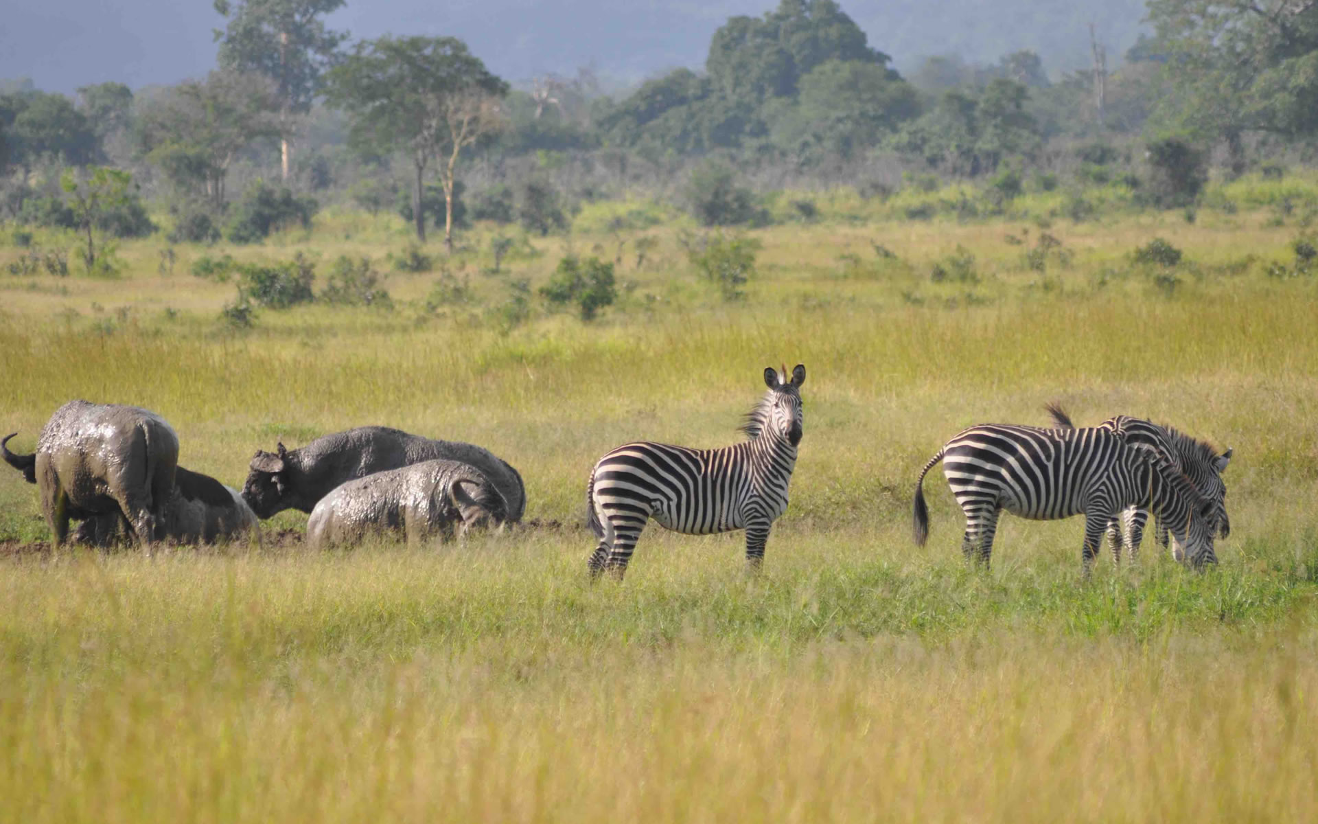 Mikumi National Park | Across Wilderness Expedition