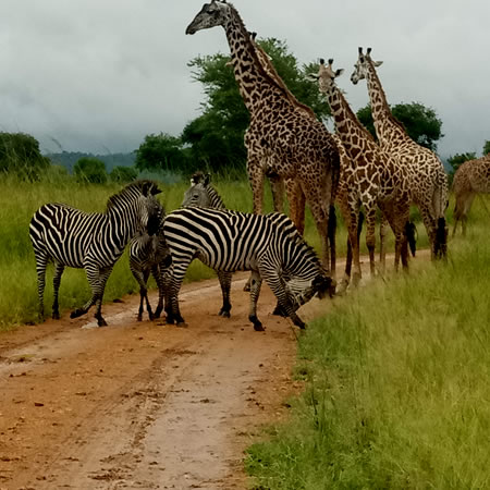 Mikumi National Park | Across Wilderness Expedition